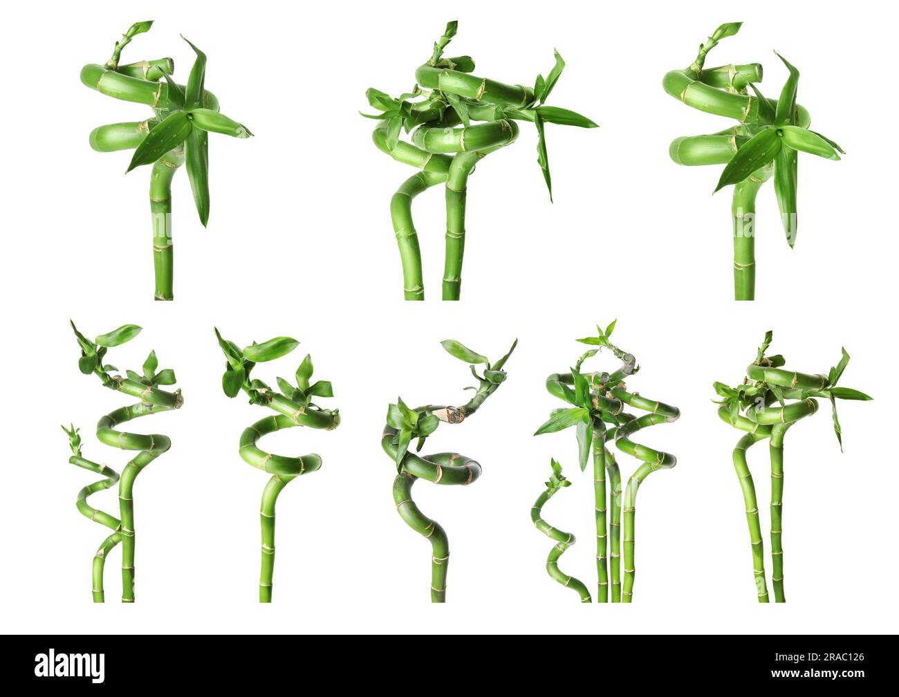 Collage with green bamboo stems and leaves on white background Stock ...