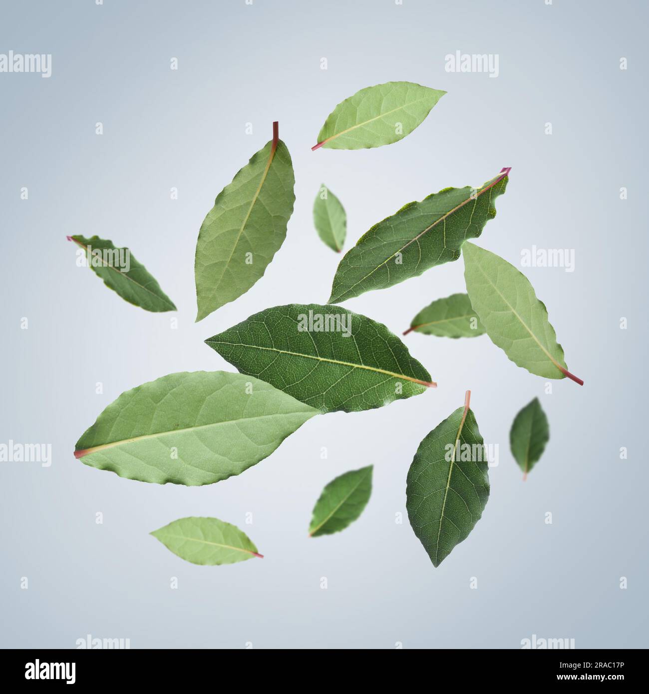 Fresh bay leaves falling on dusty light blue background Stock Photo - Alamy