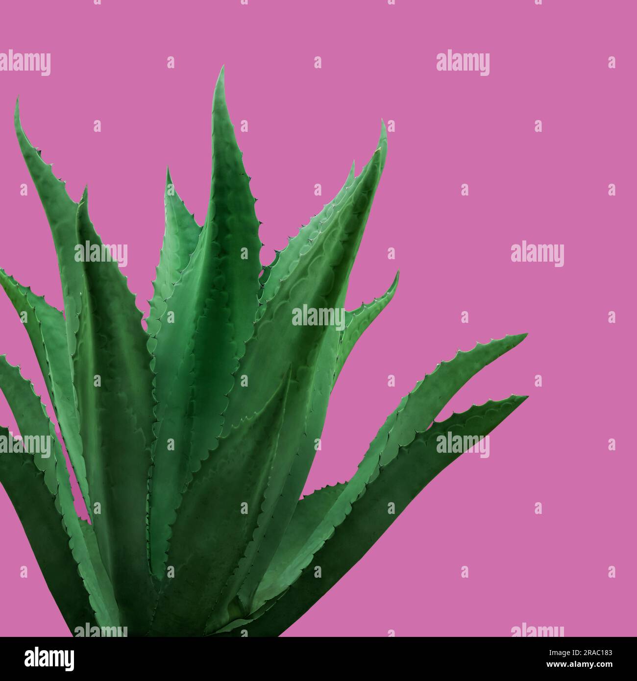 Beautiful green agave plant on hot pink background Stock Photo - Alamy