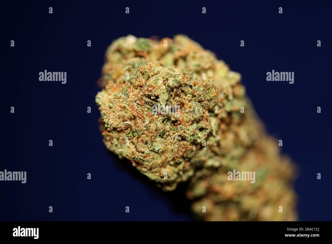 Dried marihuana buds of medical cannabis rolling joints with trimmed ...