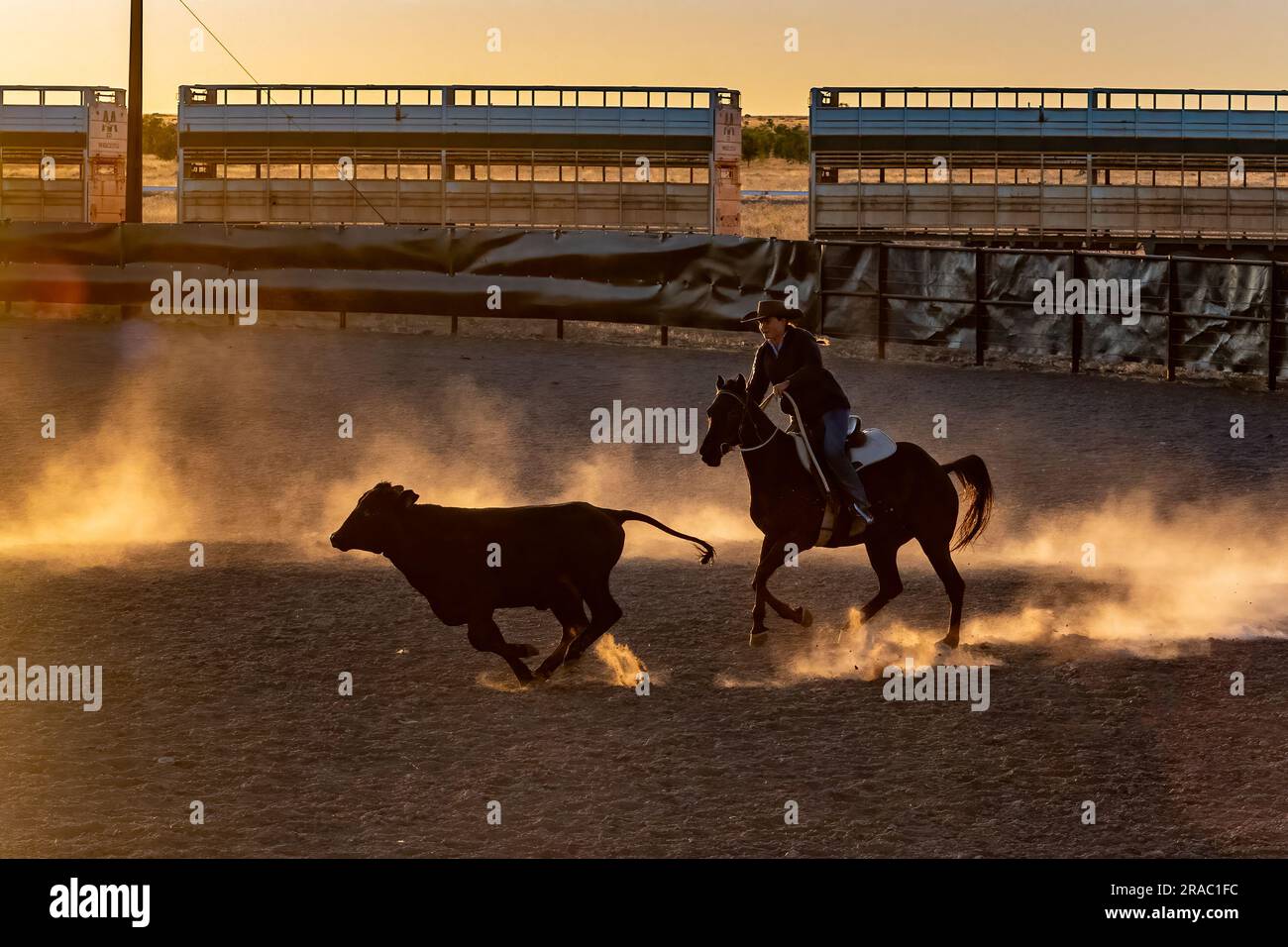 Jillaroo chasing a heifer during a campdraft at sunrise, Brunette Downs ...