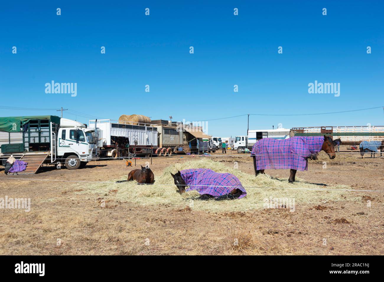 Horses taking part in the Brunette Downs ABC Bush races traditional ...