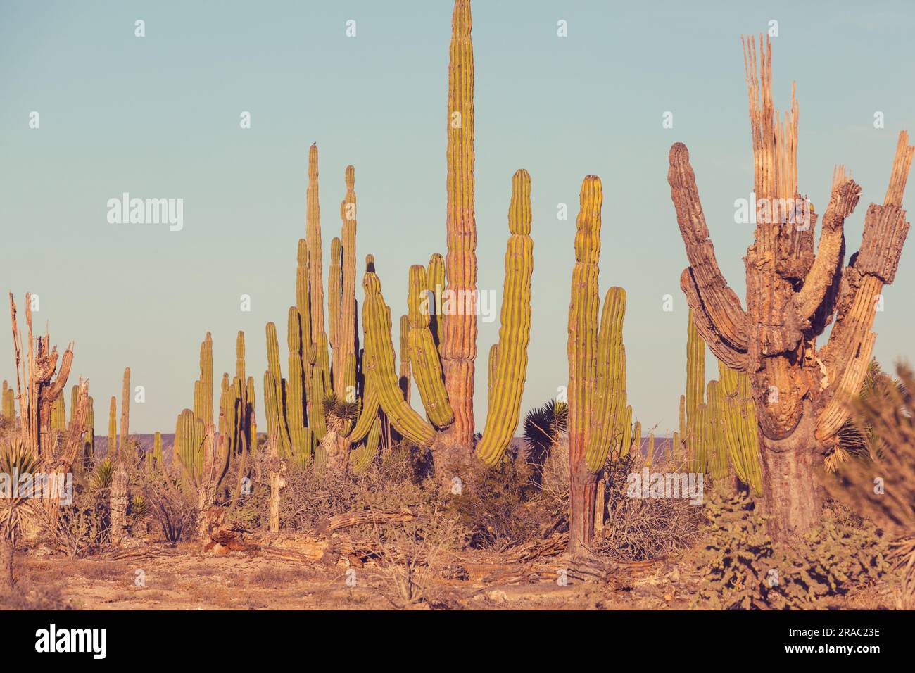 Cactus fields in Mexico, Baja California Stock Photo - Alamy
