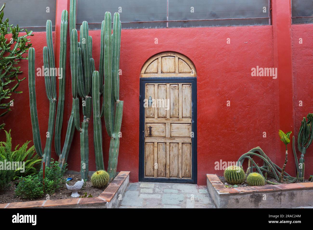 Wooden door and lots of cacti in front. Typical intense colors in the ...