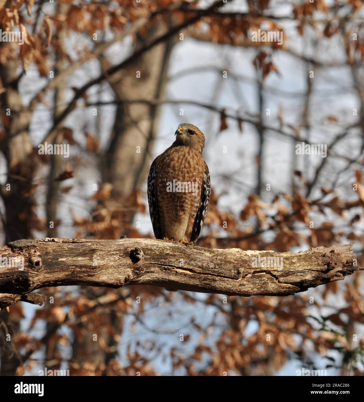 Animal red shouldered hawk tree hawk bird hi-res stock photography and images - Alamy