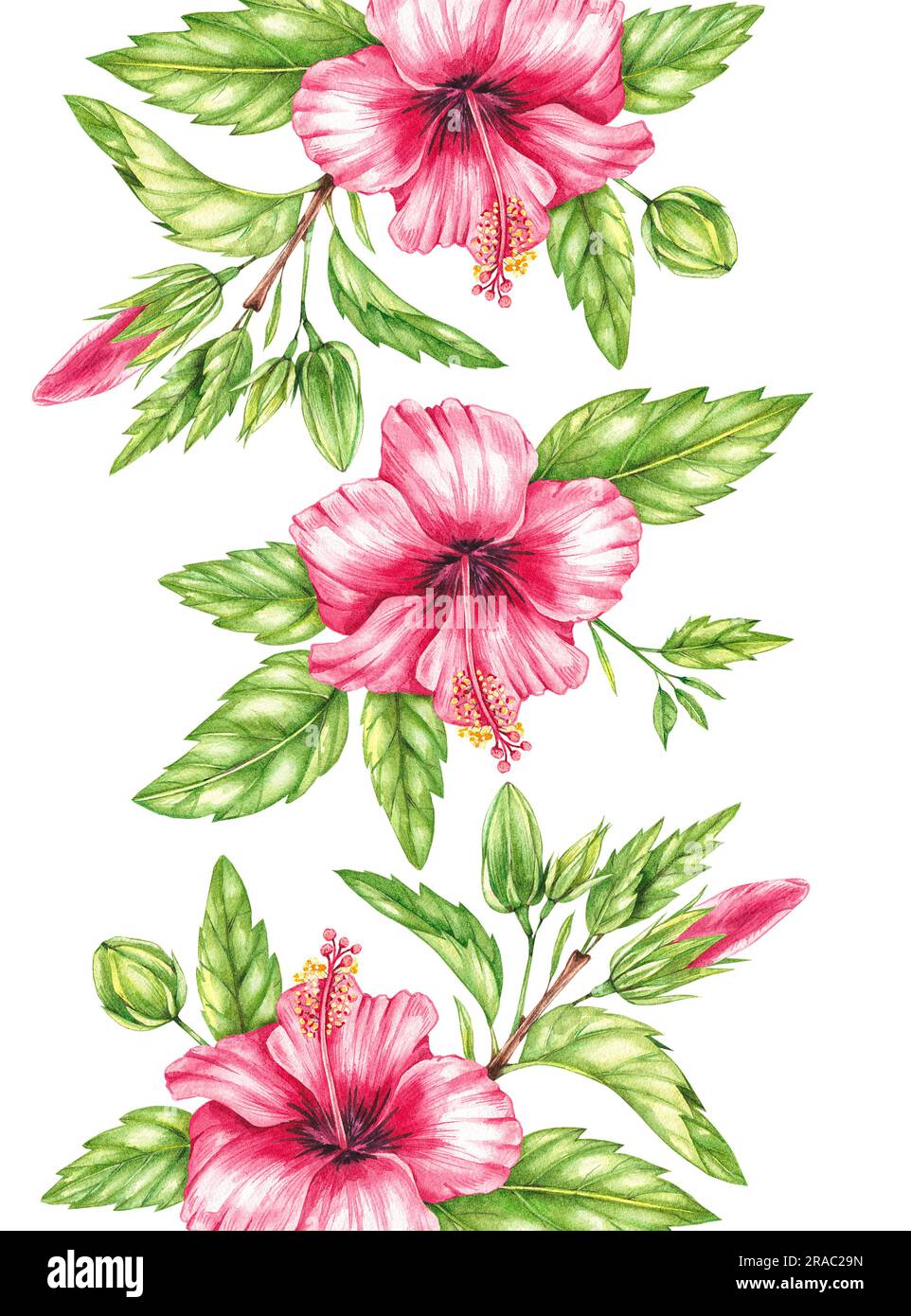 Watercolor background with red hibiscus flowers on a white background ...