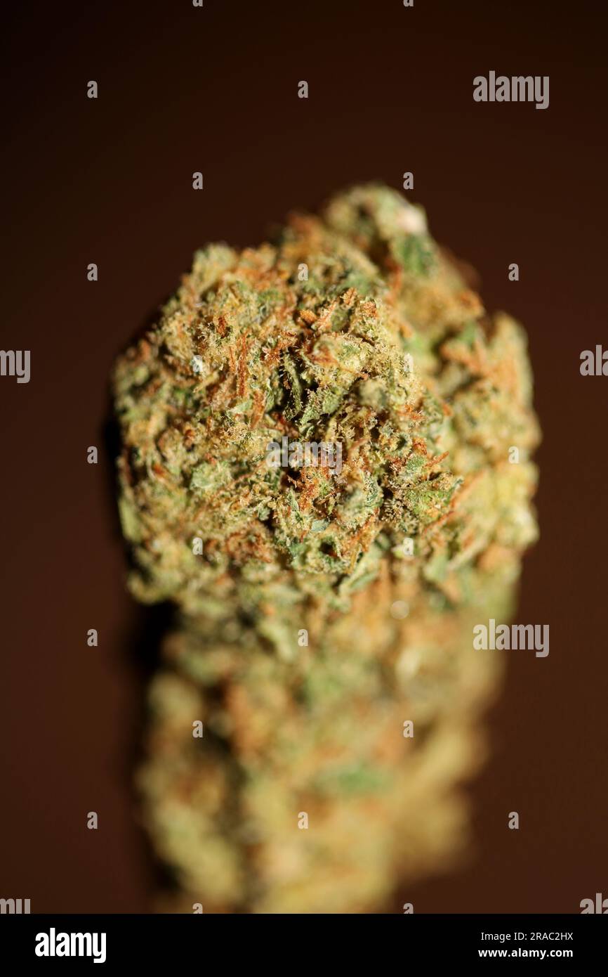 Dried marihuana buds of medical cannabis rolling joints with trimmed ...