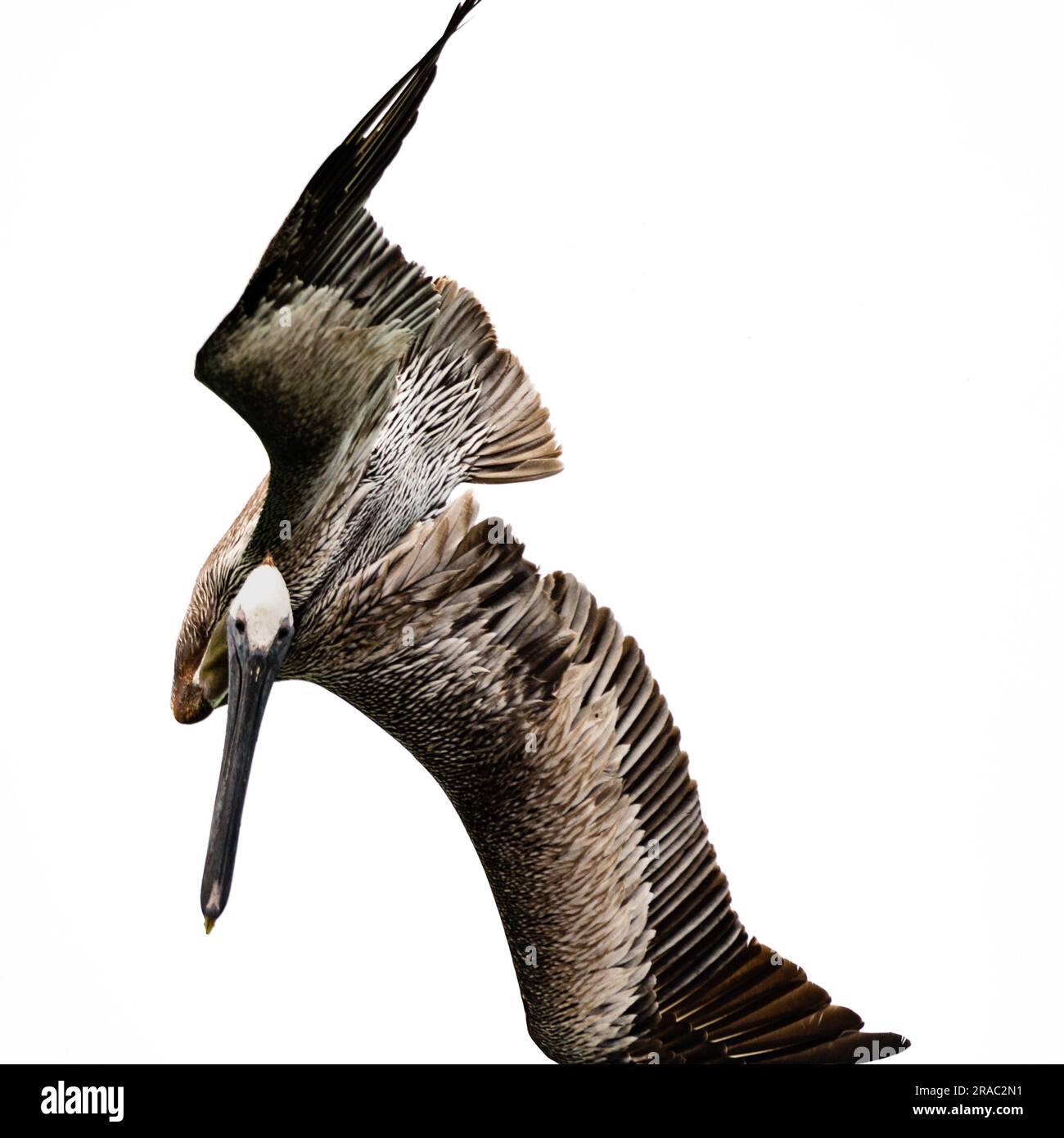 Pelican feathers Cut Out Stock Images & Pictures - Alamy