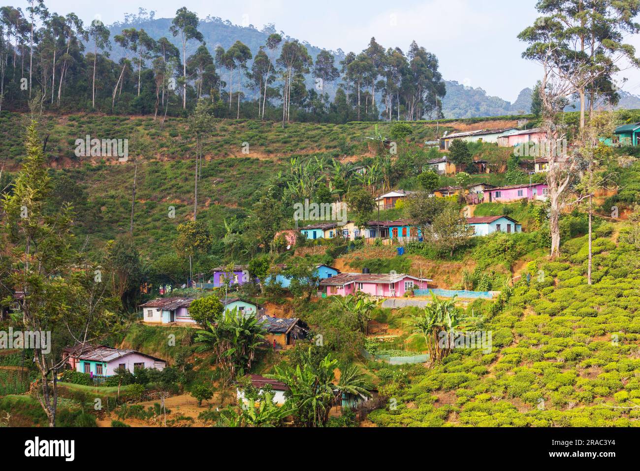 traditional village on Sri Lanka Stock Photo - Alamy