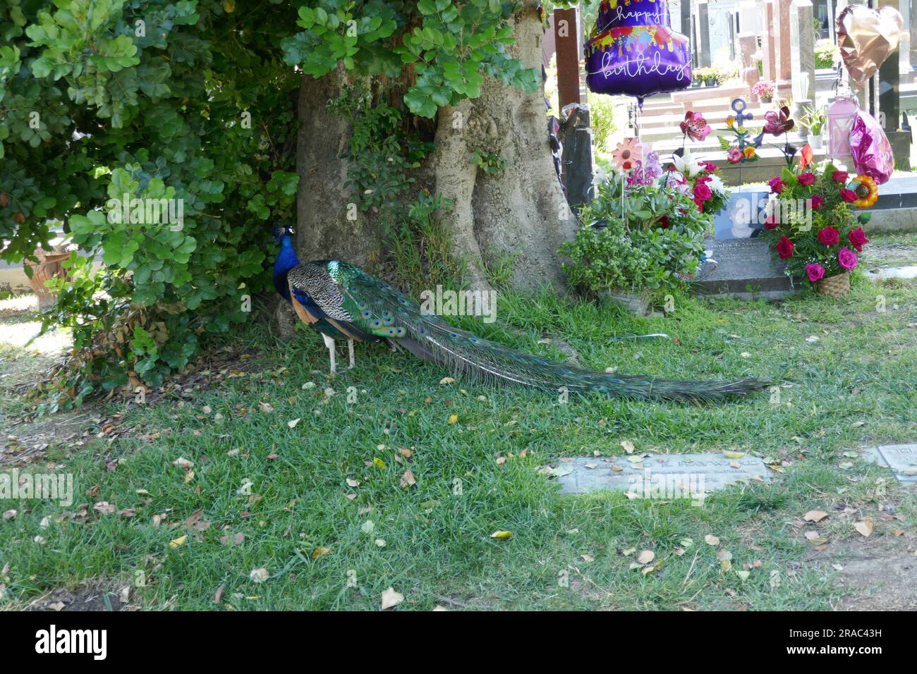 Los Angeles, California, USA 2nd July 2023 Peacock at Hollywood Forever ...