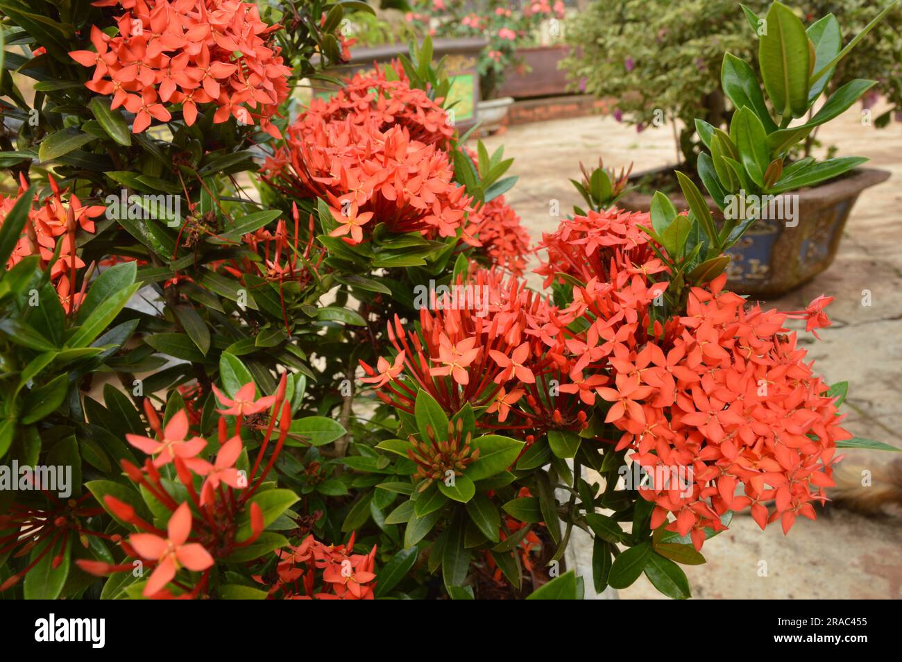 Pink Ixora coccinea (also known as jungle geranium, flame of the woods ...