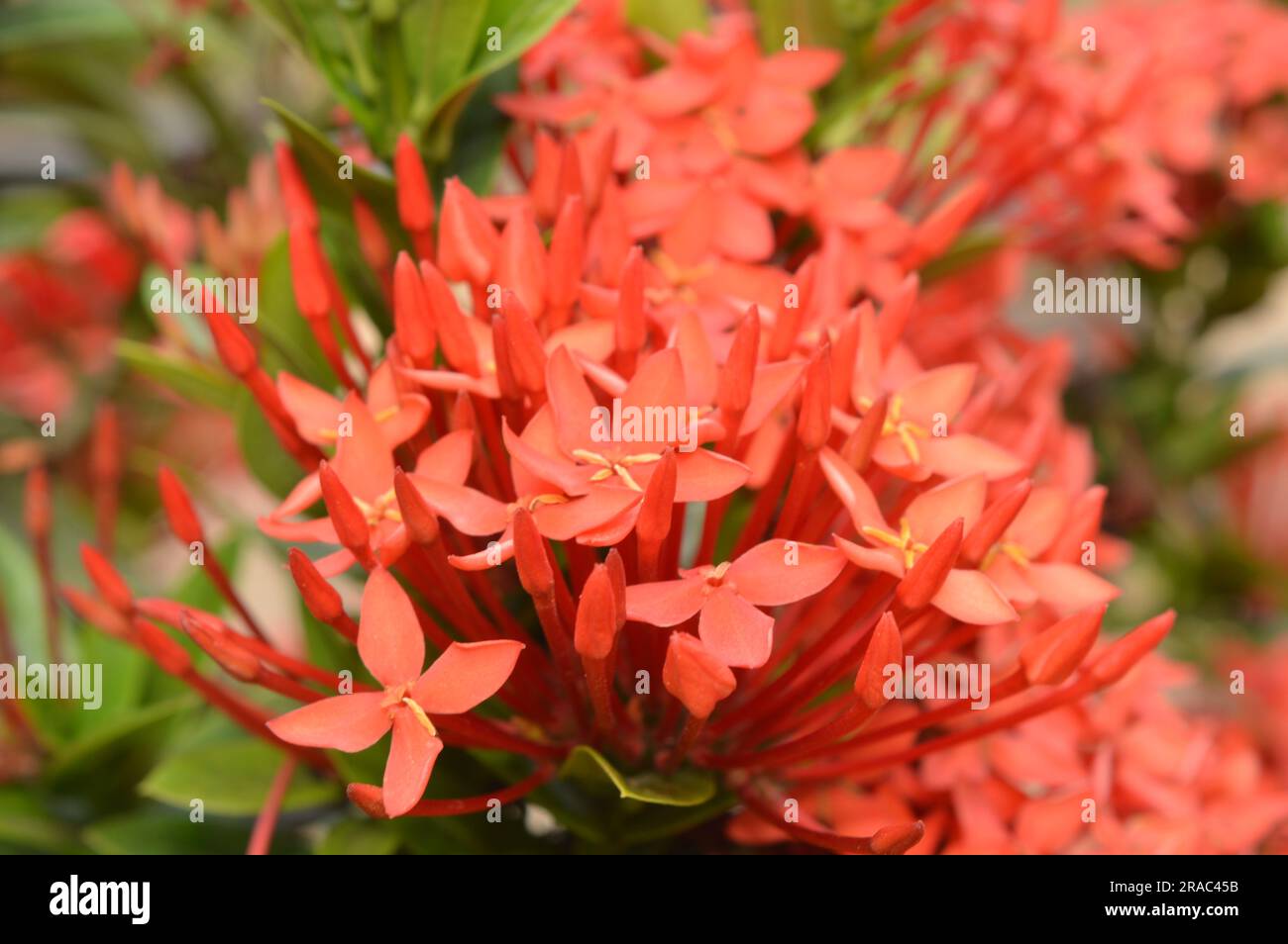 Pink Ixora coccinea (also known as jungle geranium, flame of the woods ...