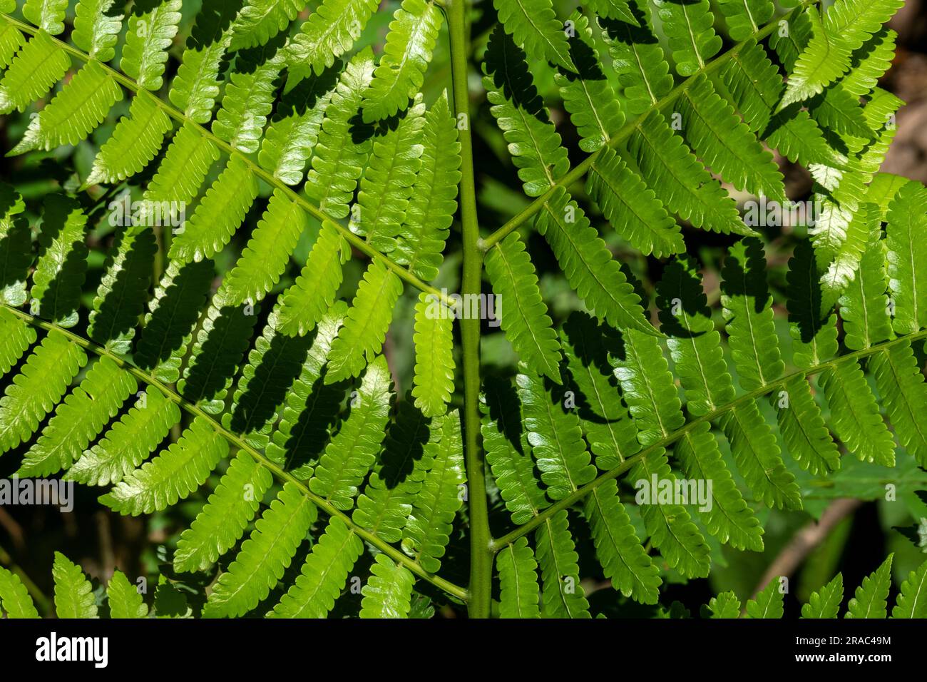 Pteridium aquilinum (eagle fern) in the amazonian forest,Perú Stock ...