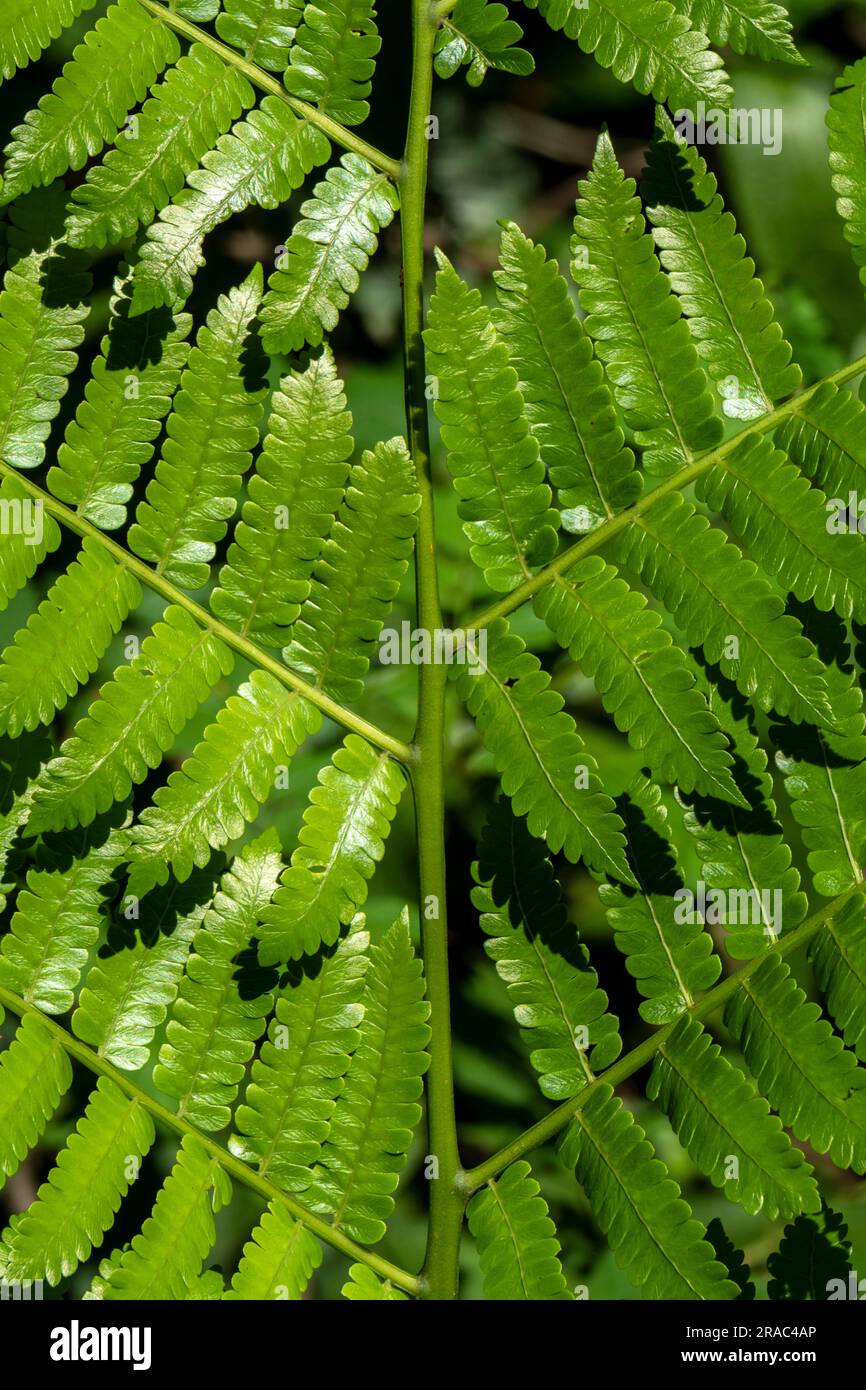Pteridium aquilinum (eagle fern) in the amazonian forest,Perú Stock ...