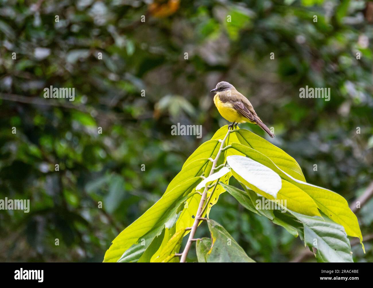 Tyrannus melancholicus hi-res stock photography and images - Alamy