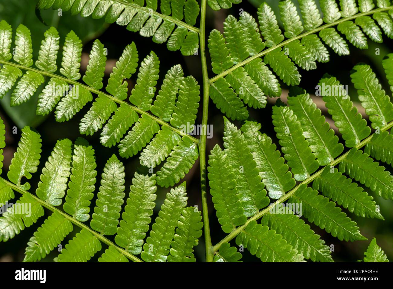 Pteridium aquilinum (eagle fern) in the amazonian forest,Perú Stock ...