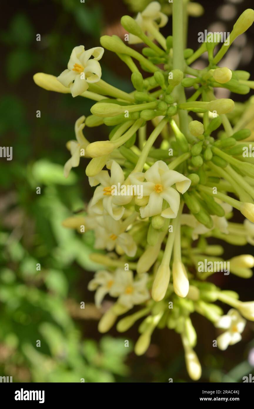Papaya buds hi-res stock photography and images - Alamy
