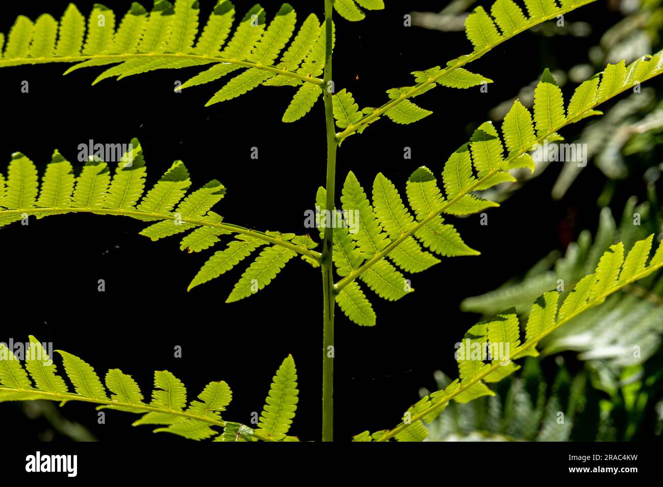 Pteridium aquilinum (eagle fern) in the amazonian forest,Perú Stock ...