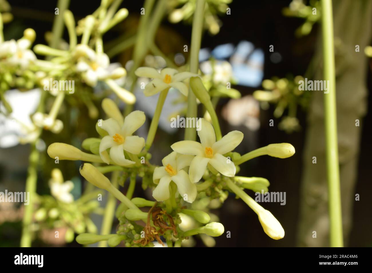 Papaya buds hi-res stock photography and images - Alamy