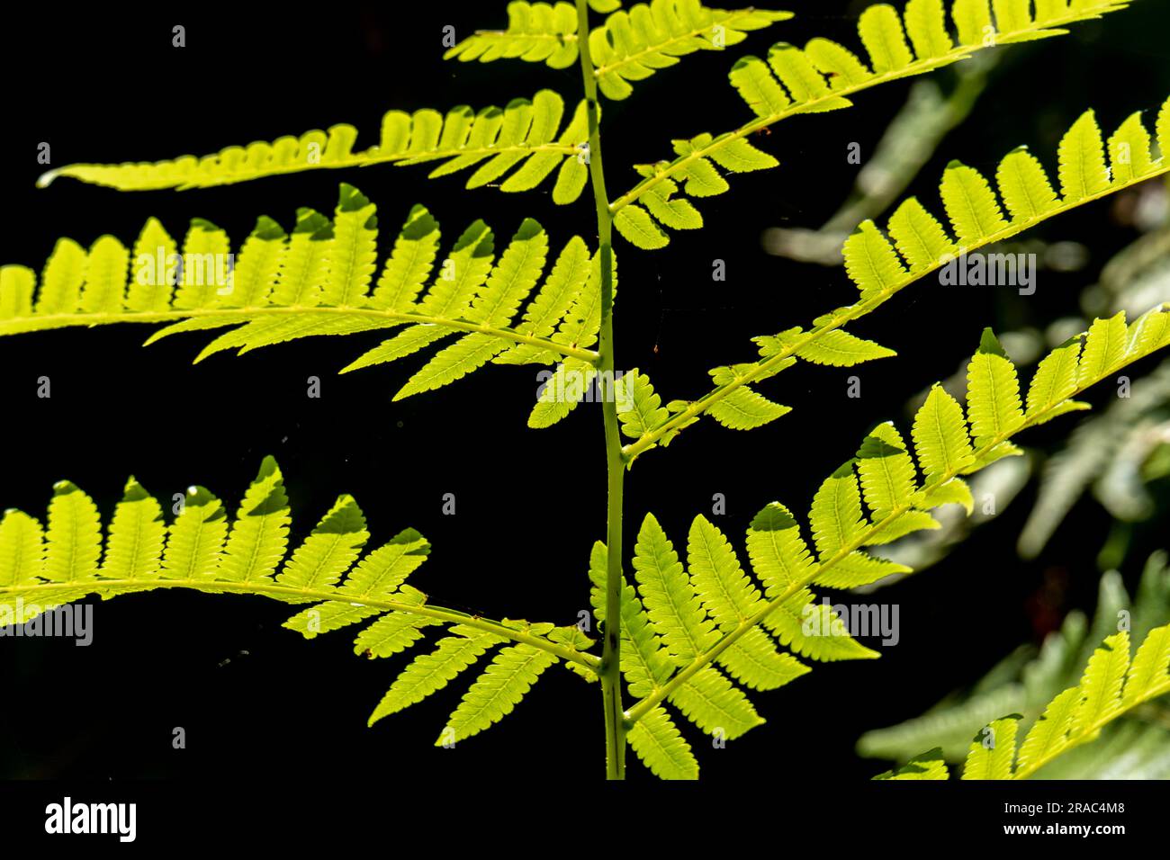 Pteridium aquilinum (eagle fern) in the amazonian forest,Perú Stock ...