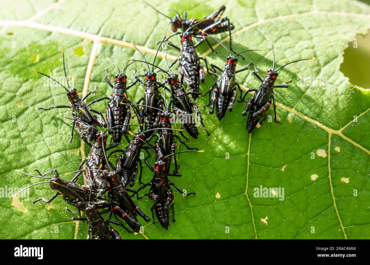 Chromacris psittacus nymphs in the amazonian forest, species outside ...