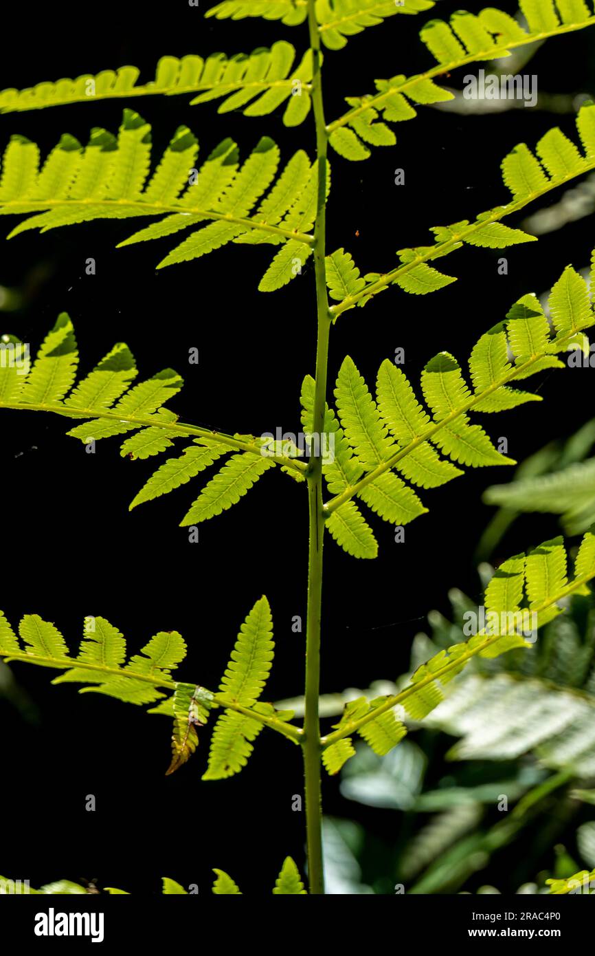 Pteridium aquilinum (eagle fern) in the amazonian forest,Perú Stock ...
