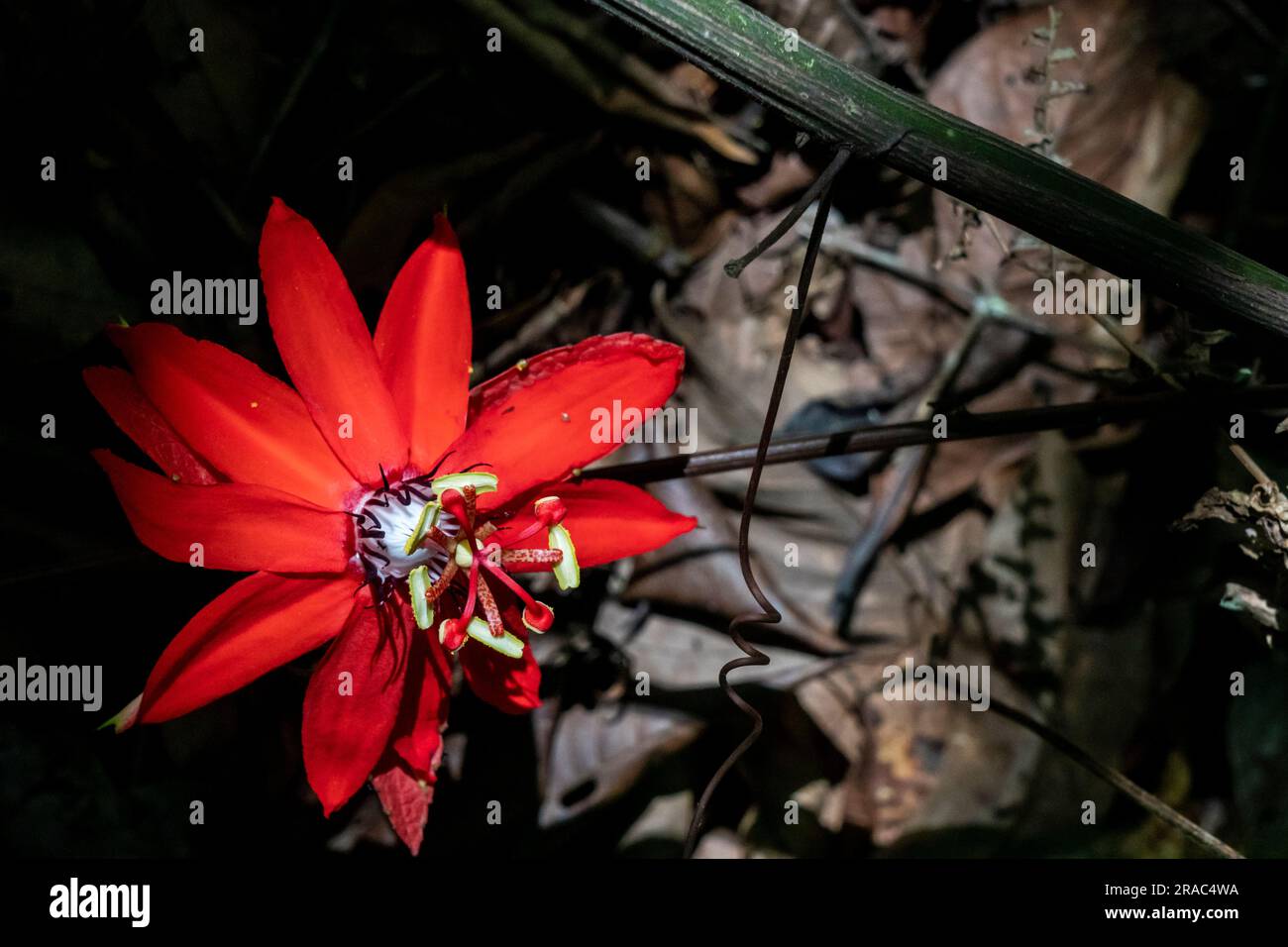 Passiflora coccinea,amazonian rainforest,Perú Stock Photo - Alamy