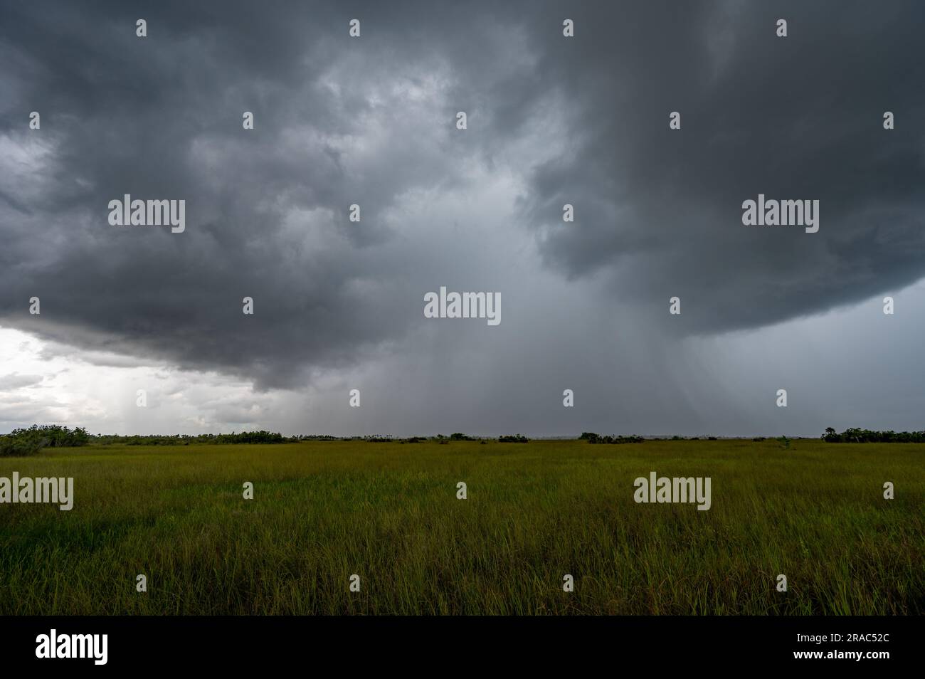 Summer rain storm over sawgrass prairie in Everglades National Park ...