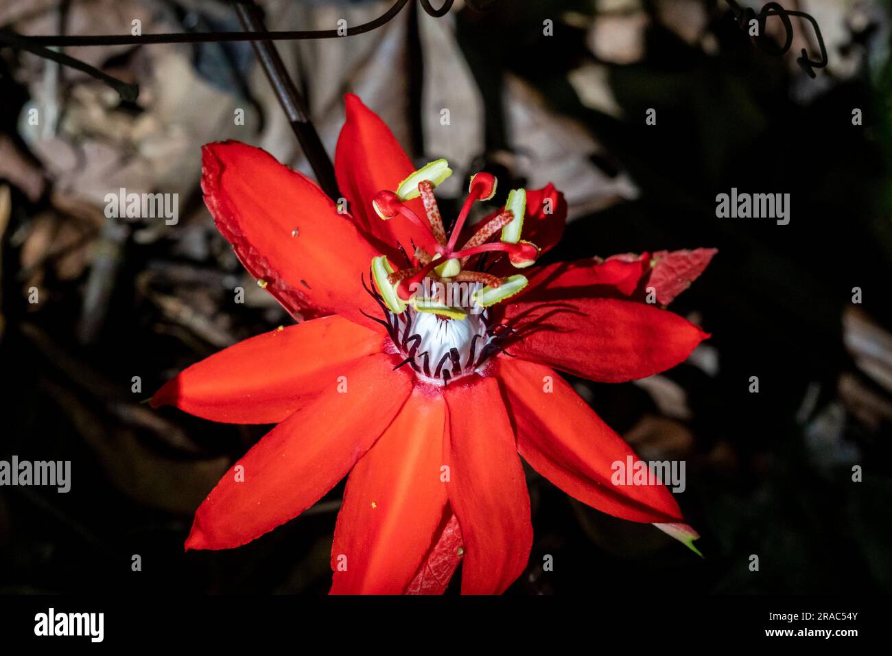 Passiflora coccinea,amazonian rainforest,Perú Stock Photo - Alamy