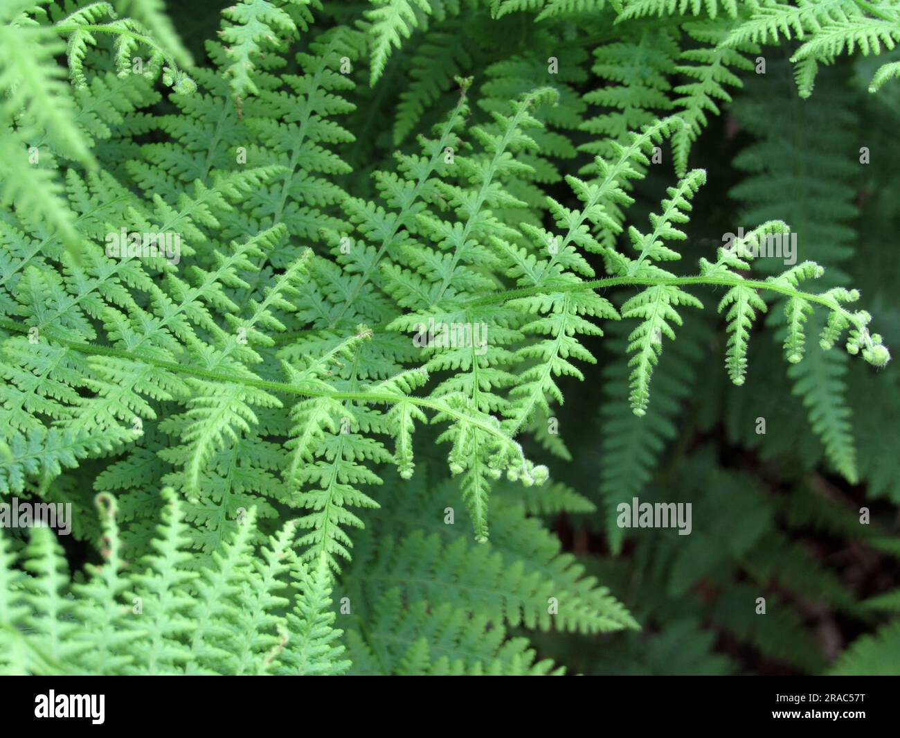 Ferns grow in Ricketts Glen State Park in Benton, Pennsylvania Stock ...