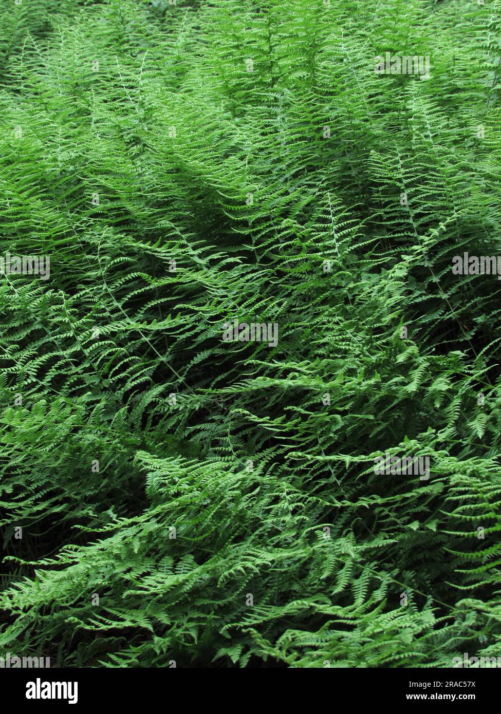 Ferns grow in Ricketts Glen State Park in Benton, Pennsylvania Stock ...