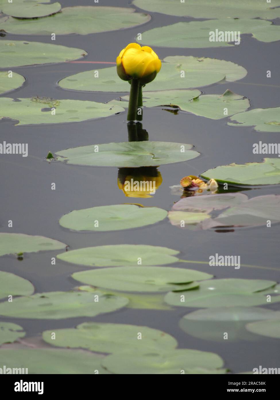Water lilies bloom in Lake Jean in Ricketts Glen State Park in Benton ...