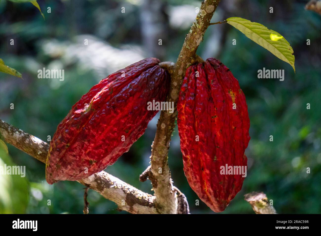 Theobroma cacao,Cacao fruits on the tree ,Tingo Maria,Huanuco,peru Stock Photo - Alamy