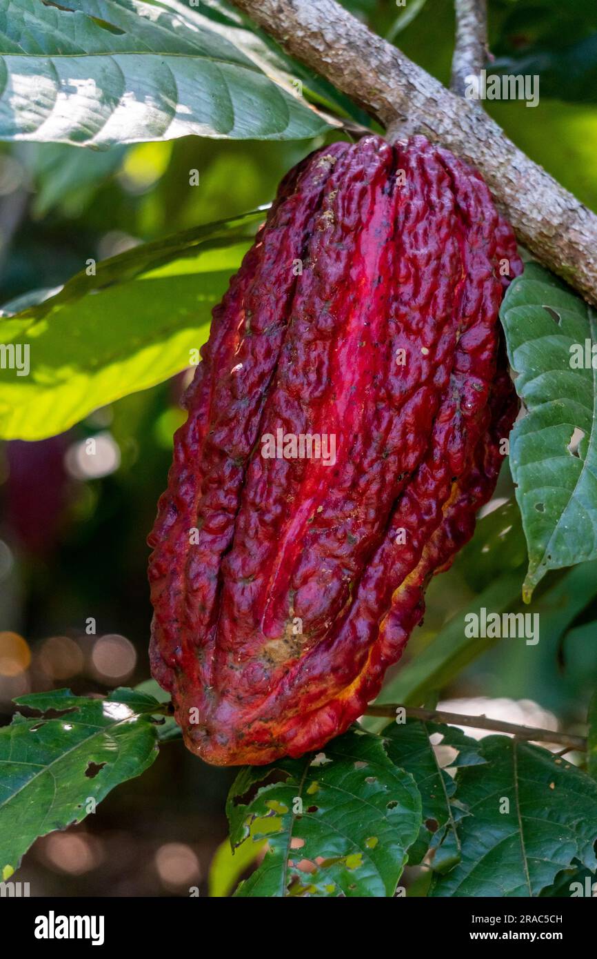 Cocoa tree theobroma cacao leaves hi-res stock photography and images ...