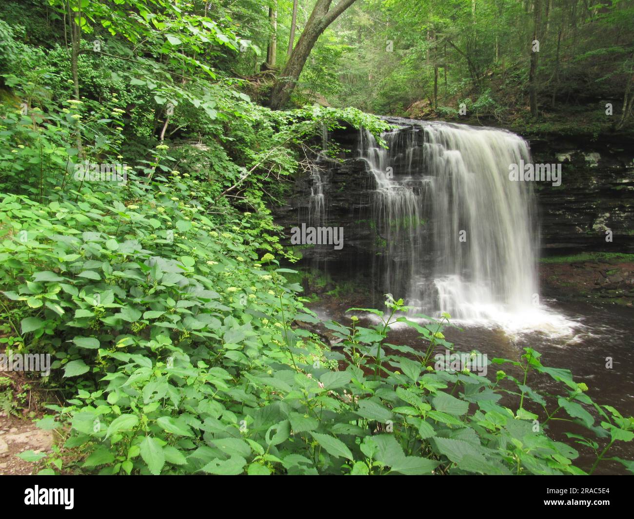 Harrison Wright Falls tumbles through Ricketts Glen State Park in ...