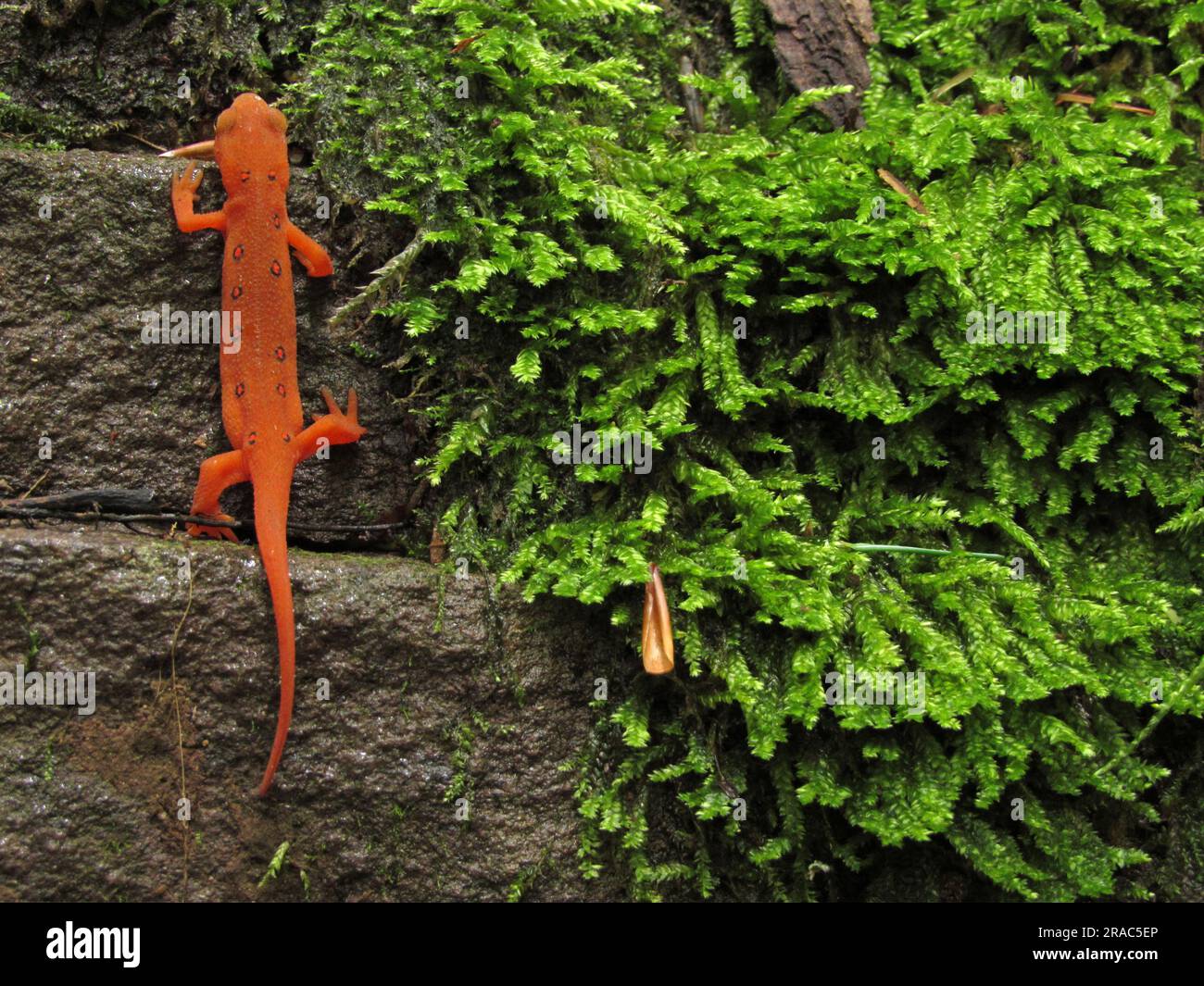 A juvenile eastern newt climbs a rock face in Ricketts Glen State Park ...