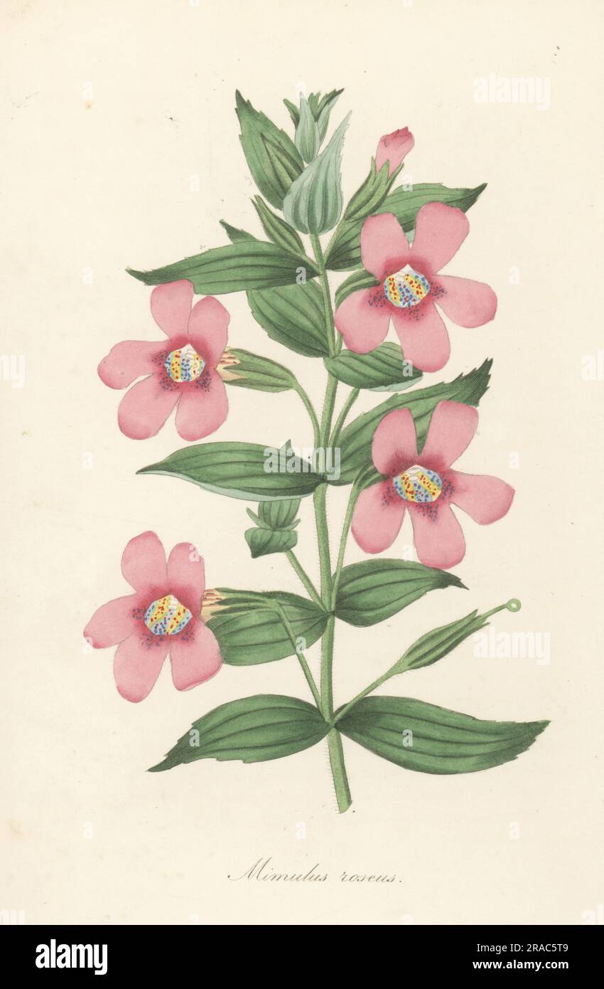 Rosy monkey flower hi-res stock photography and images - Alamy