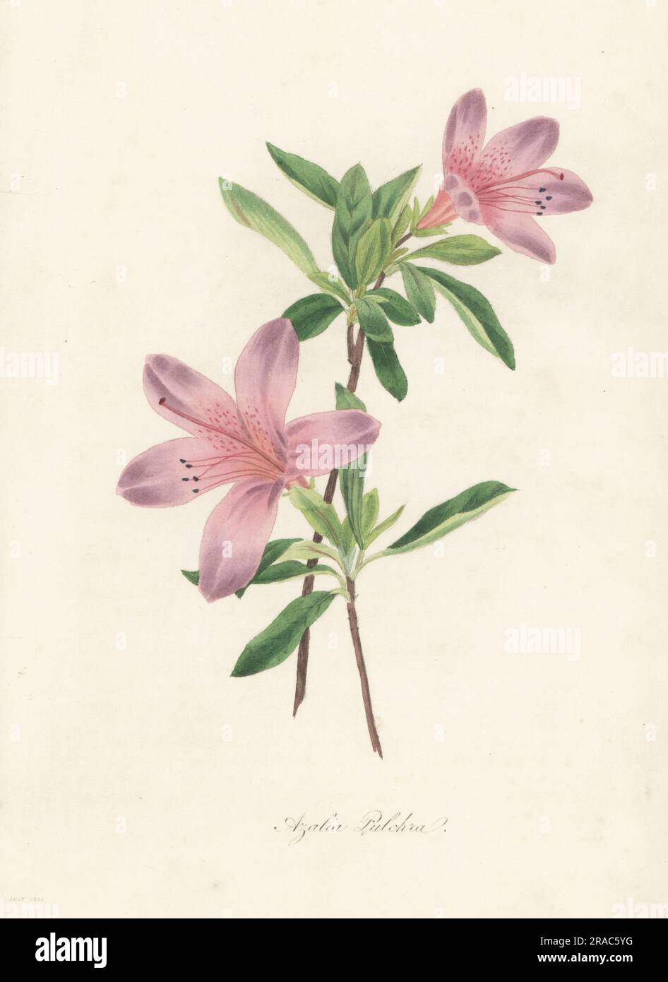 Azalea ledifolia hi-res stock photography and images - Alamy