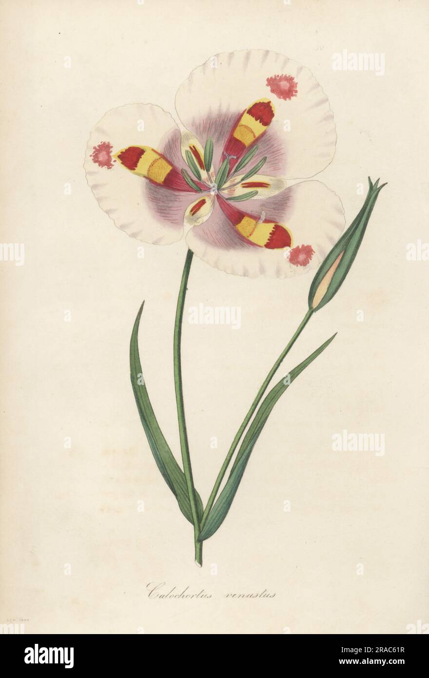 Butterfly mariposa lily or beautiful calochortus, Calochortus venustus ...