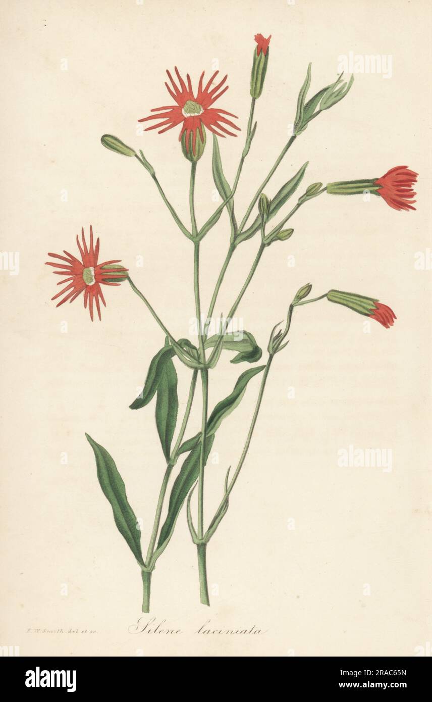 Mexican pink, fringed Indian pink, cardinal catchfly, Mexican campion ...