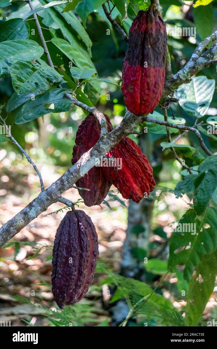 Theobroma cacao,Cacao fruits on the tree ,Tingo Maria,Huanuco,peru Stock Photo - Alamy