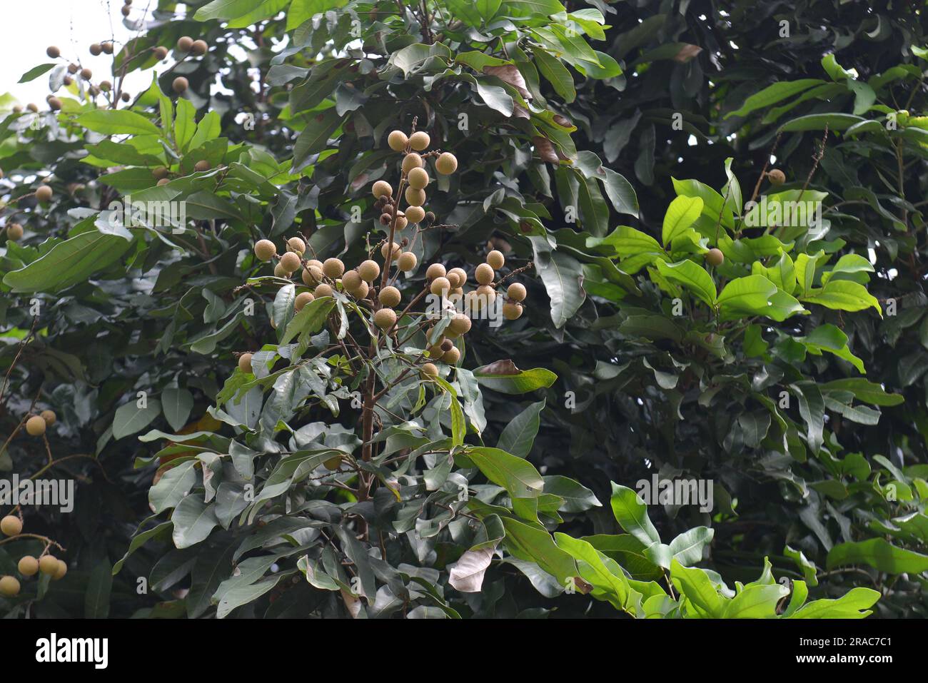 Cay nhan hi-res stock photography and images - Alamy