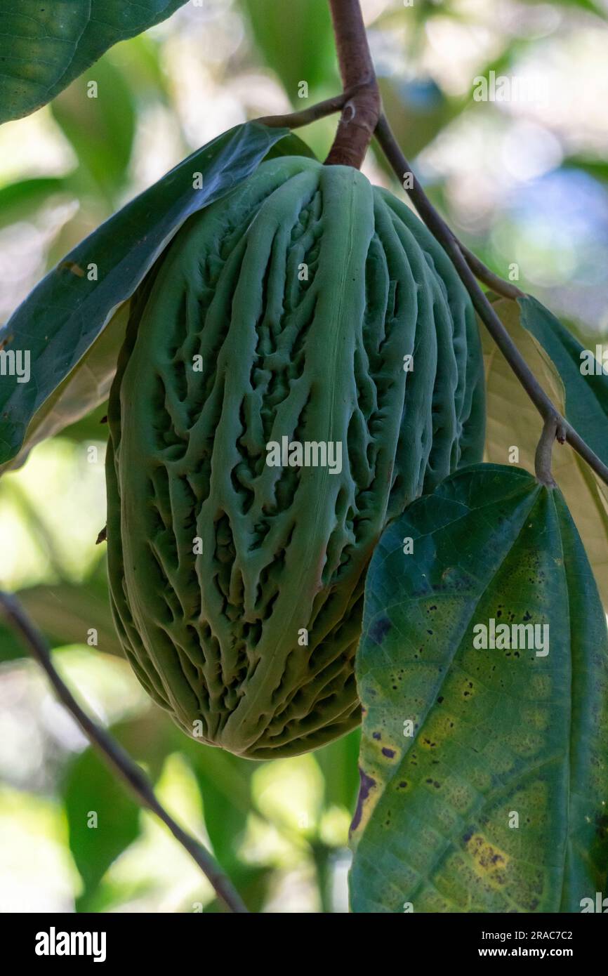 Macambo fruit (theobroma bicolor) in the peruvian amazon,Tingo Maria ...