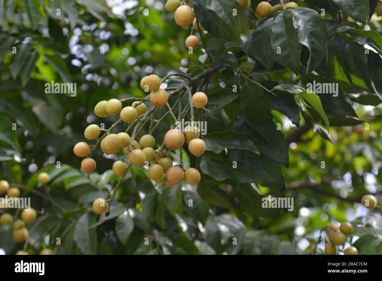 Longan tree is bearing fruit in the garden. Longan season in Summer ...