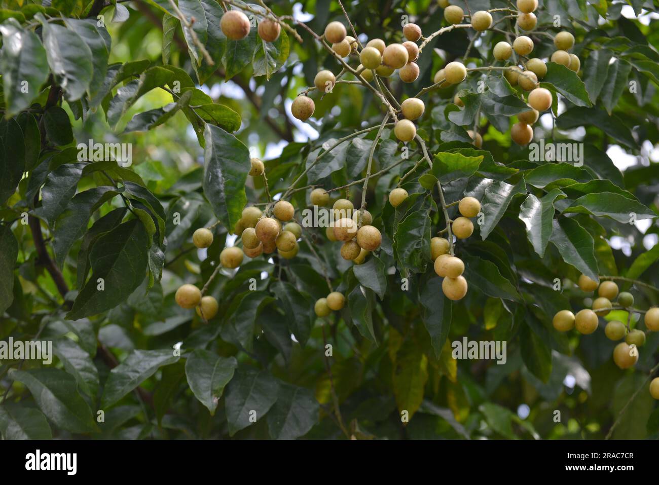 Longan tree is bearing fruit in the garden. Longan season in Summer ...