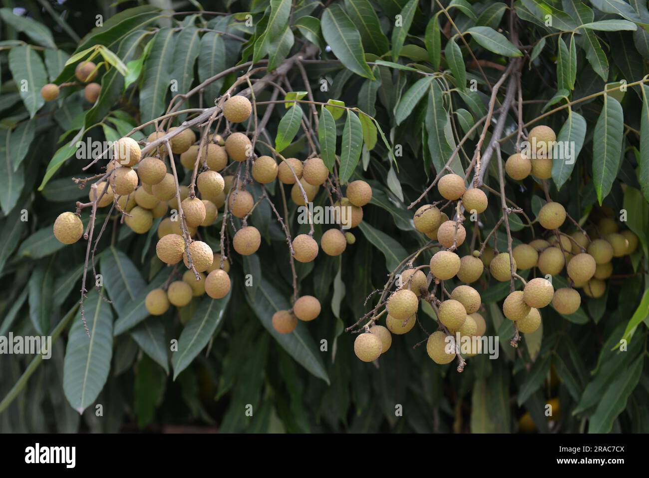 Longan tree is bearing fruit in the garden. Longan season in Summer ...