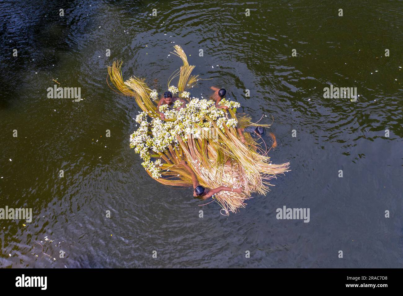 Farmers washing stalks of water lilies picked from Char Nimtolar Beel ...