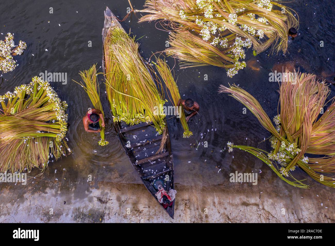 Farmers washing stalks of water lilies picked from Char Nimtolar Beel ...