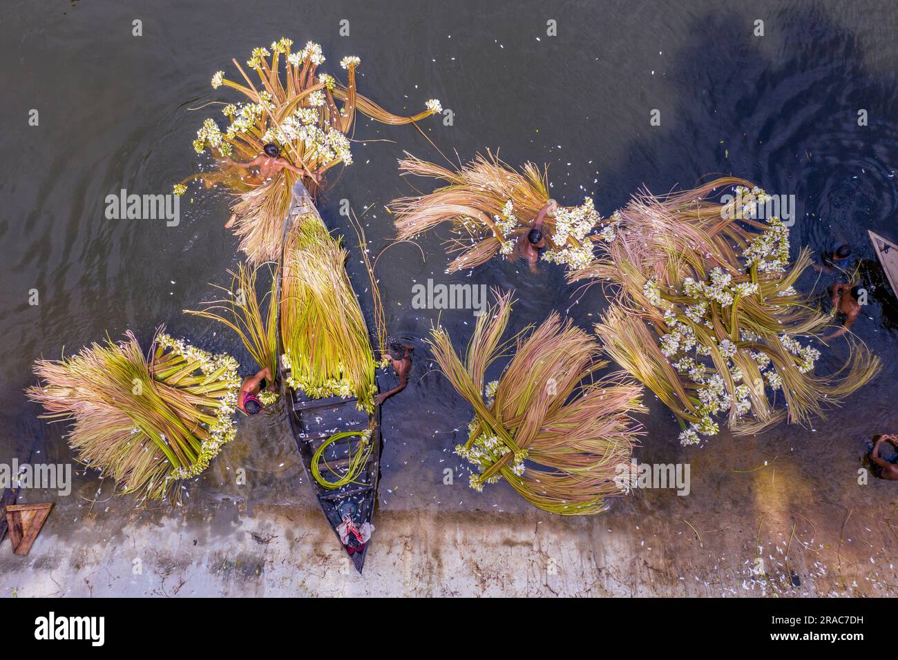 Farmers washing stalks of water lilies picked from Char Nimtolar Beel ...