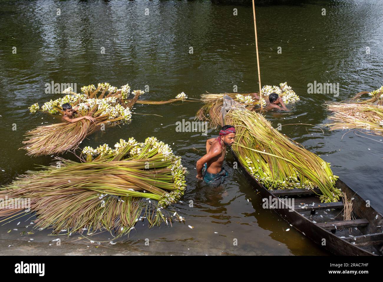 Farmers washing stalks of water lilies picked from Char Nimtolar Beel ...
